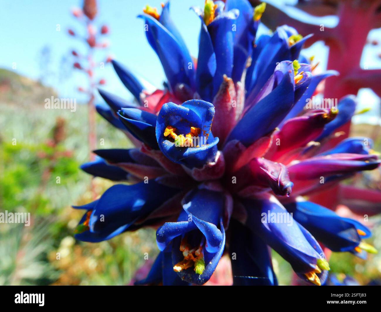 (Puya venusta), Plantae, La Ligua, Valparaíso, Chile Stock Photo - Alamy