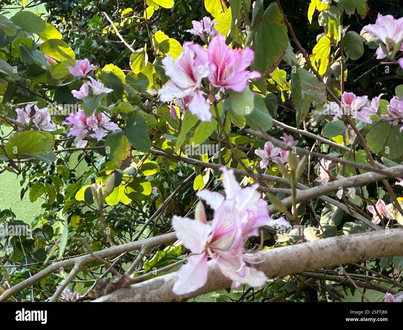 Orchid tree (Bauhinia variegata), Plantae, Lantau Island, Lantau Island ...