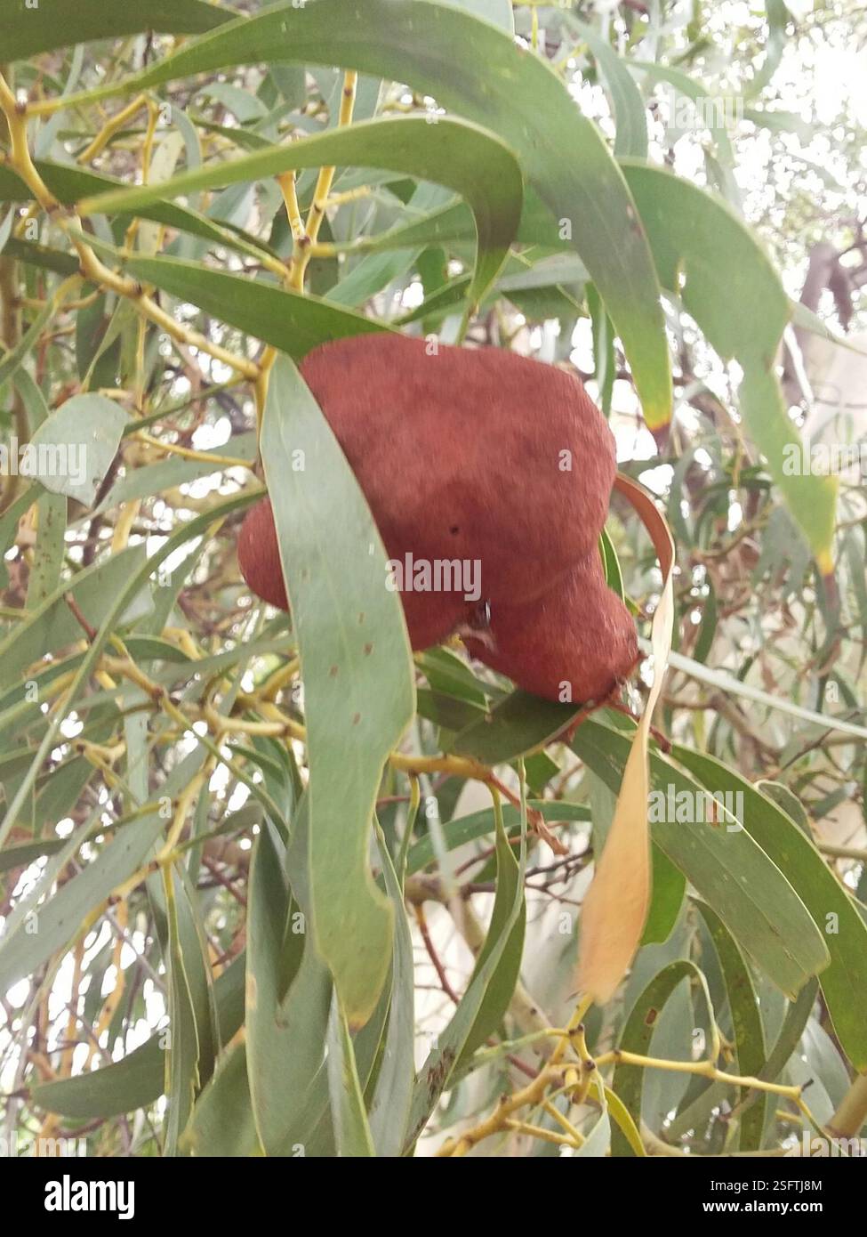 wattle gall rusts (Uromycladium), Fungi, Plympton SA 5038, Australia ...