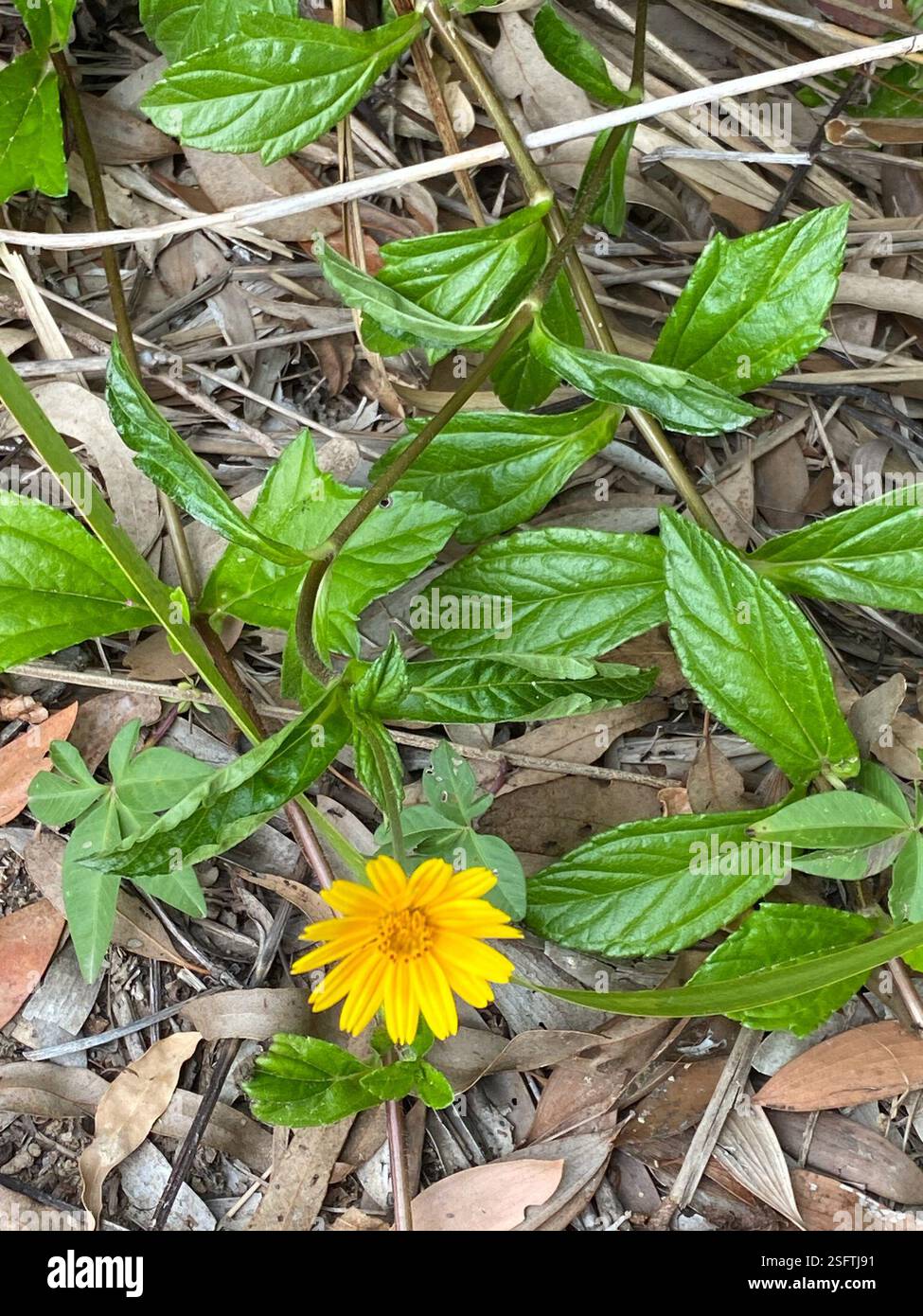 trailing daisy (Sphagneticola trilobata), Plantae, Southeast Outer ...