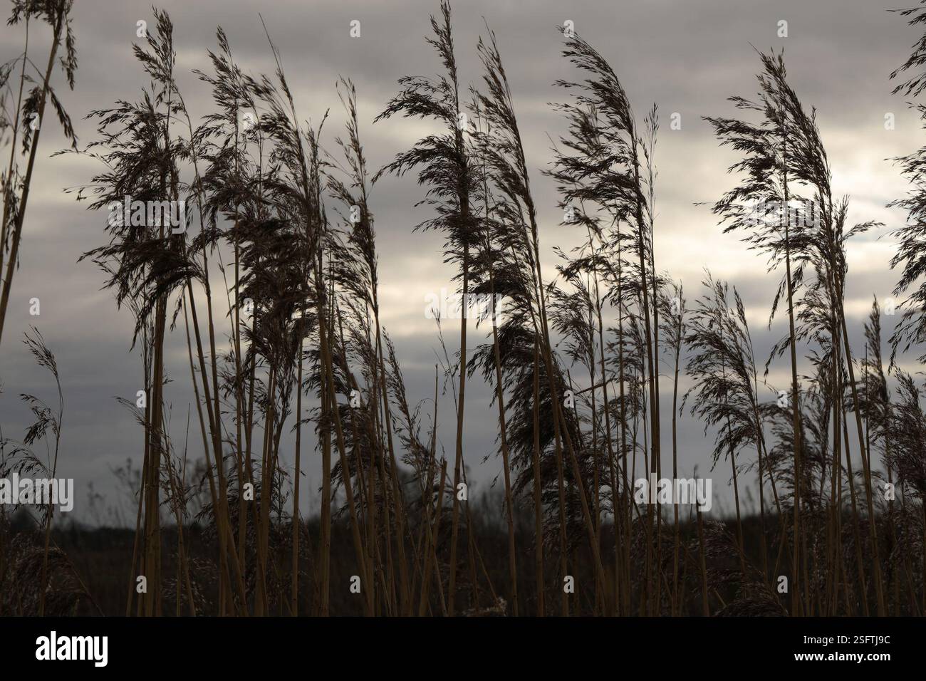 common reed (Phragmites australis), Plantae, Lunt Meadows, Lunt Road ...
