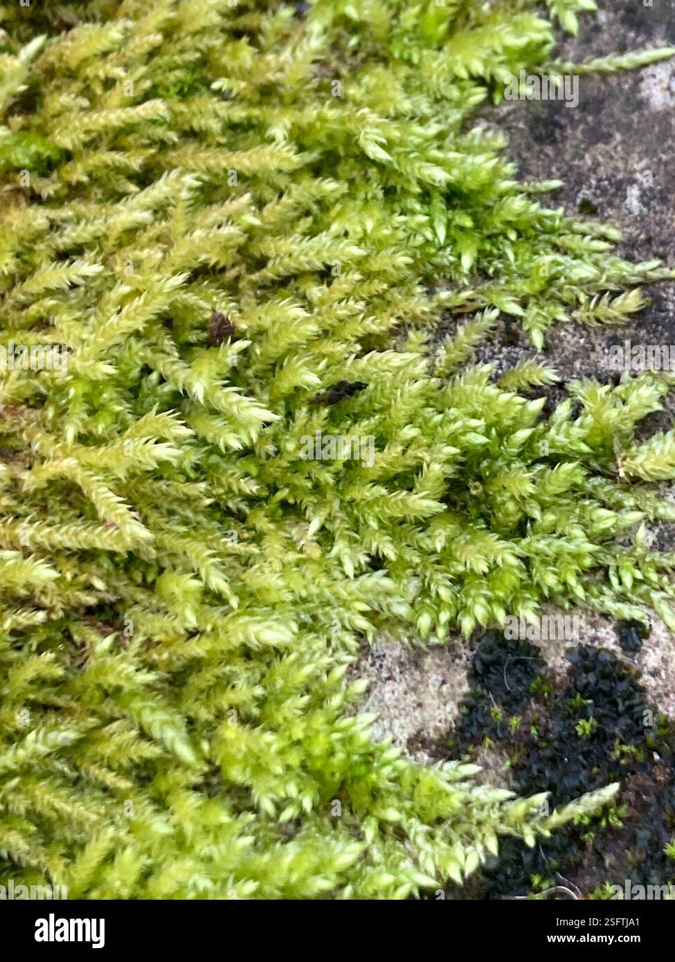 Rough-stalked Feather-moss (Brachythecium rutabulum), Plantae, Mortlake ...