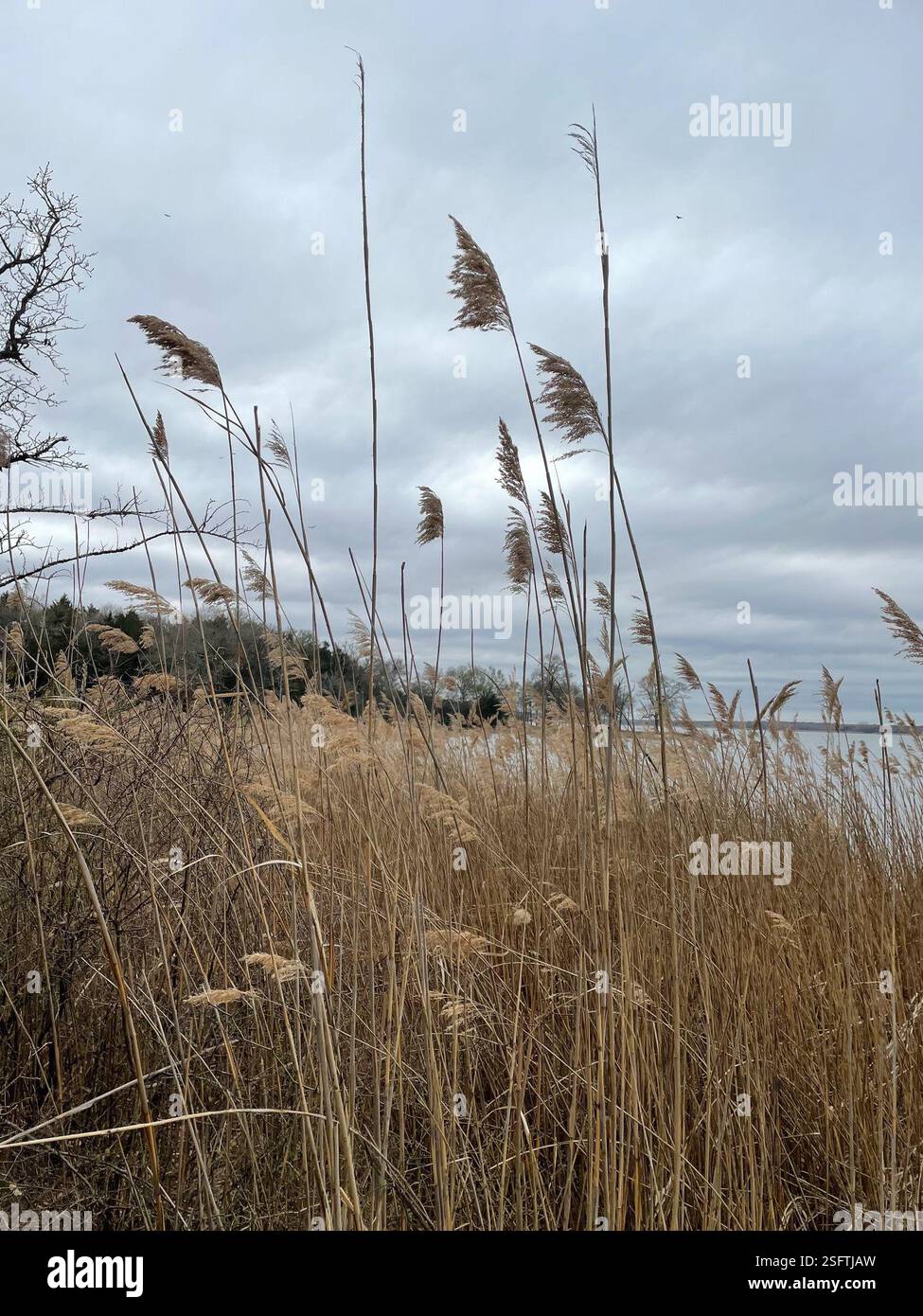 common reed (Phragmites australis), Plantae, Fairfield Lake, Fairfield ...