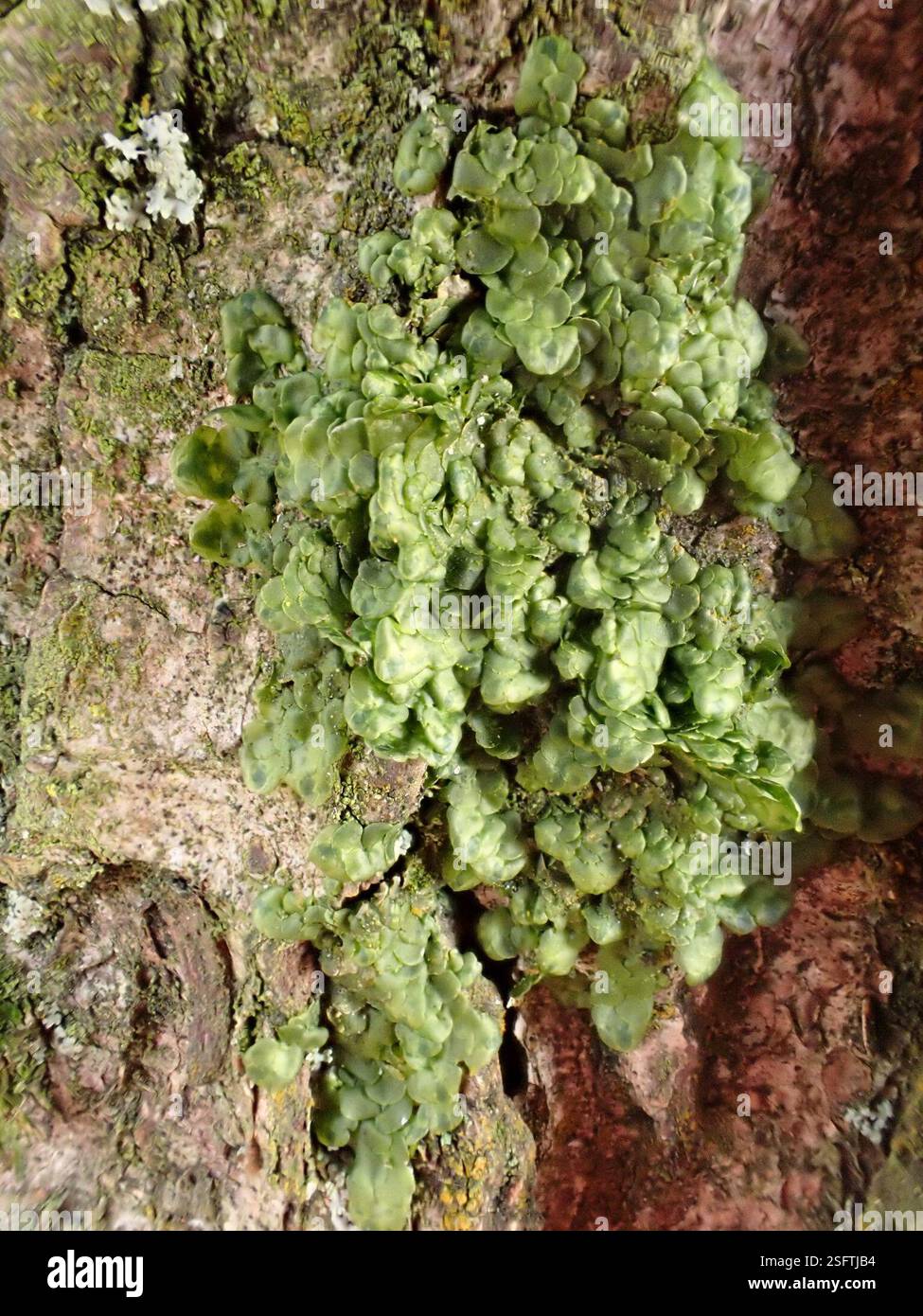 Flat-leaved Scalewort (Radula complanata), Plantae, Lexmond, Utrecht ...