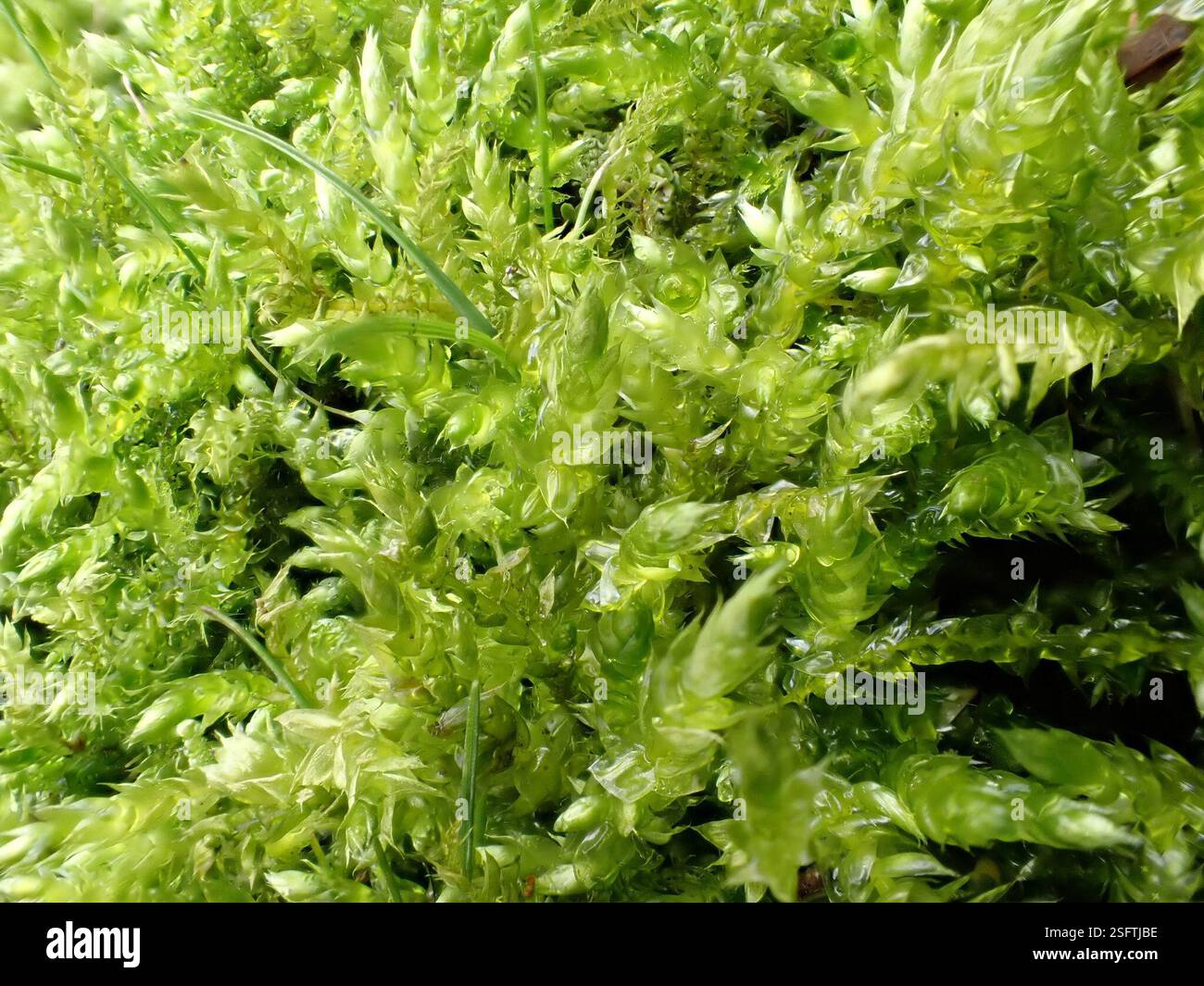Rough-stalked Feather-moss (Brachythecium rutabulum), Plantae ...