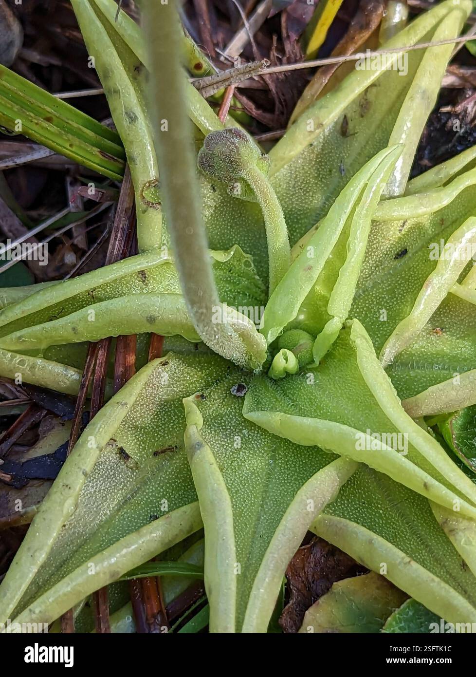 Yellow Butterwort (Pinguicula lutea), Plantae, Volusia County, US-FL ...