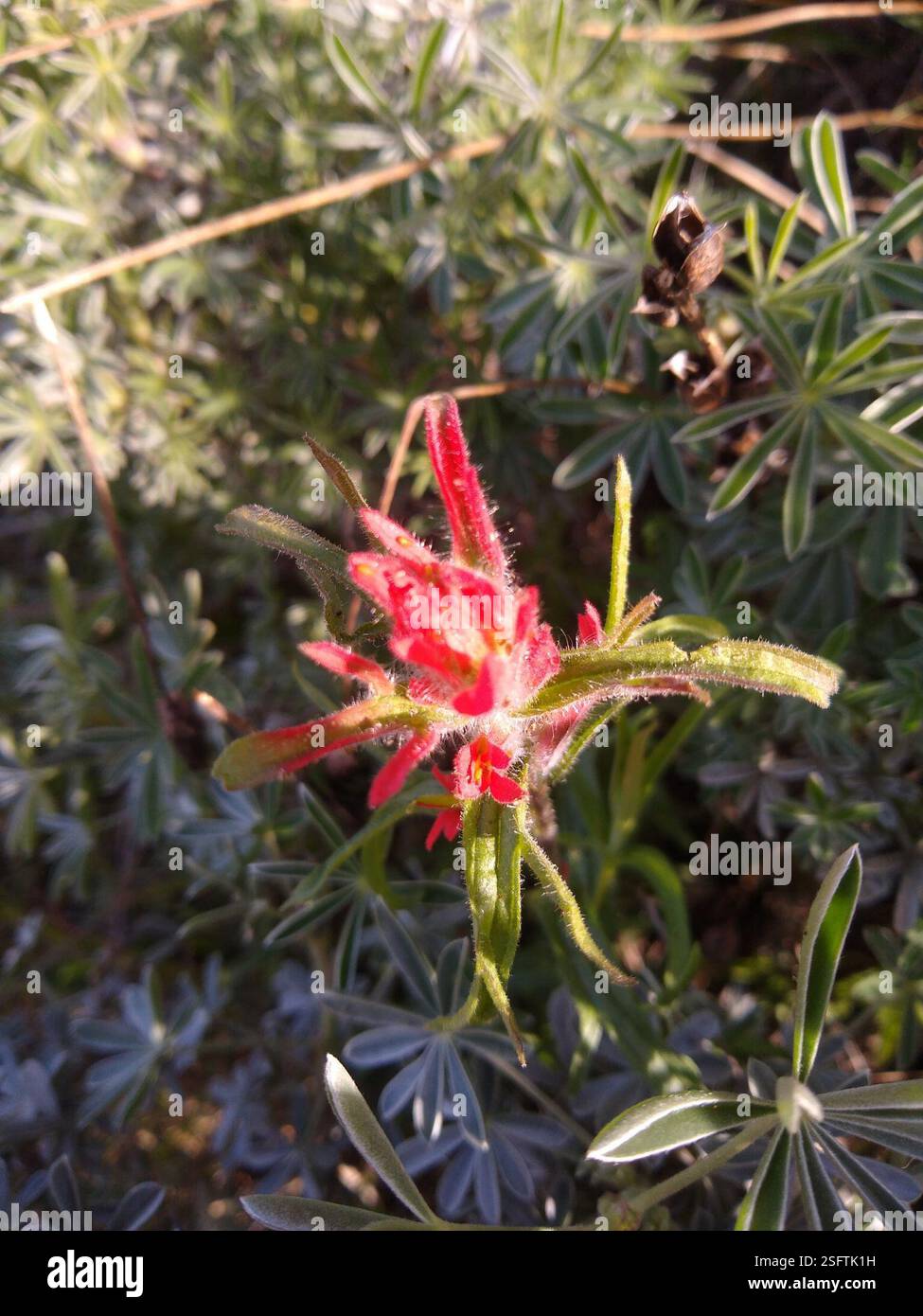 Coast Paintbrush (Castilleja affinis affinis), Plantae, Berkeley, CA ...