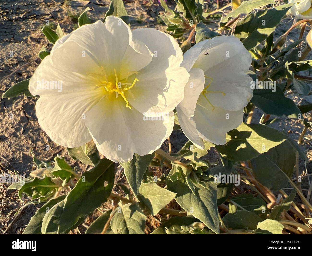 Annual Evening Primrose (Oenothera deltoides deltoides), Plantae, Anza ...
