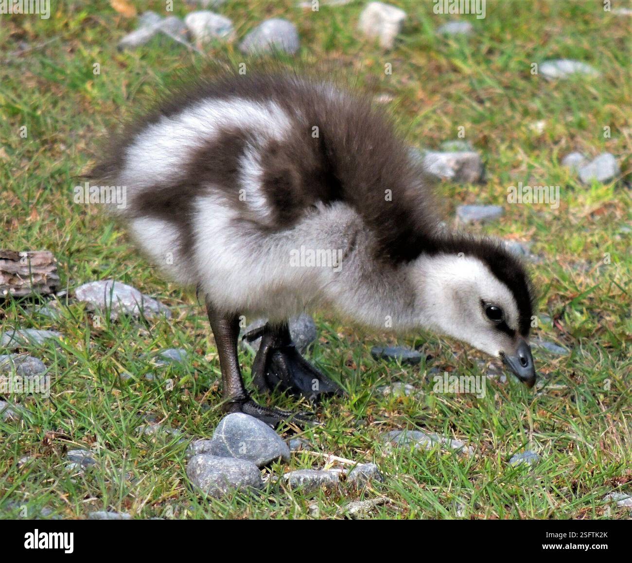Ashy-headed Goose (Chloephaga poliocephala), Aves, Lago Argentino, AR ...