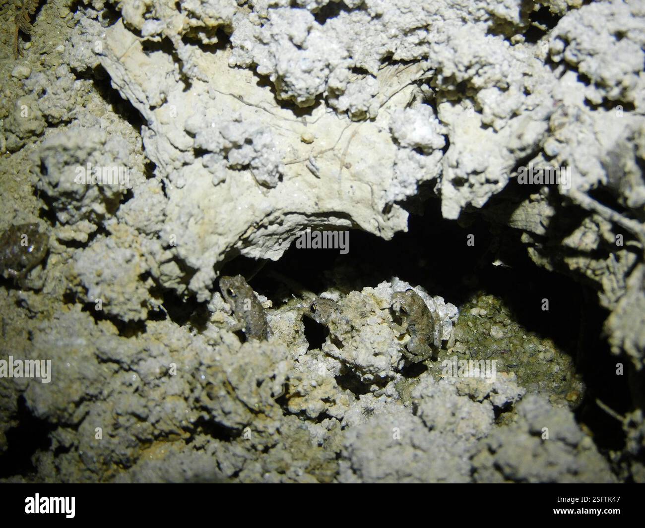 Typical Froglets (Crinia), Amphibia, Euroa VIC 3666, Australia Stock ...