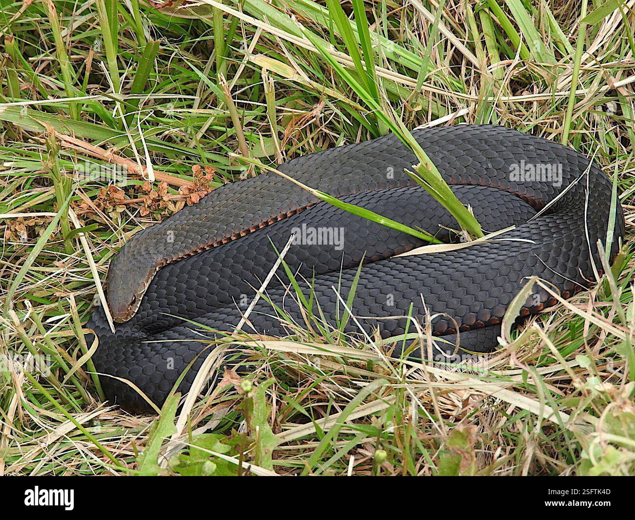 Lowlands Copperhead (Austrelaps superbus), Reptilia, West Tamar, TAS ...