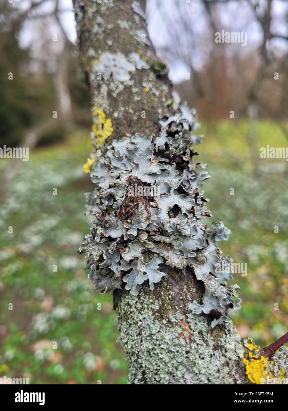 shield lichen (Parmelia sulcata), Fungi, Lode, Cambridge CB25, UK Stock ...