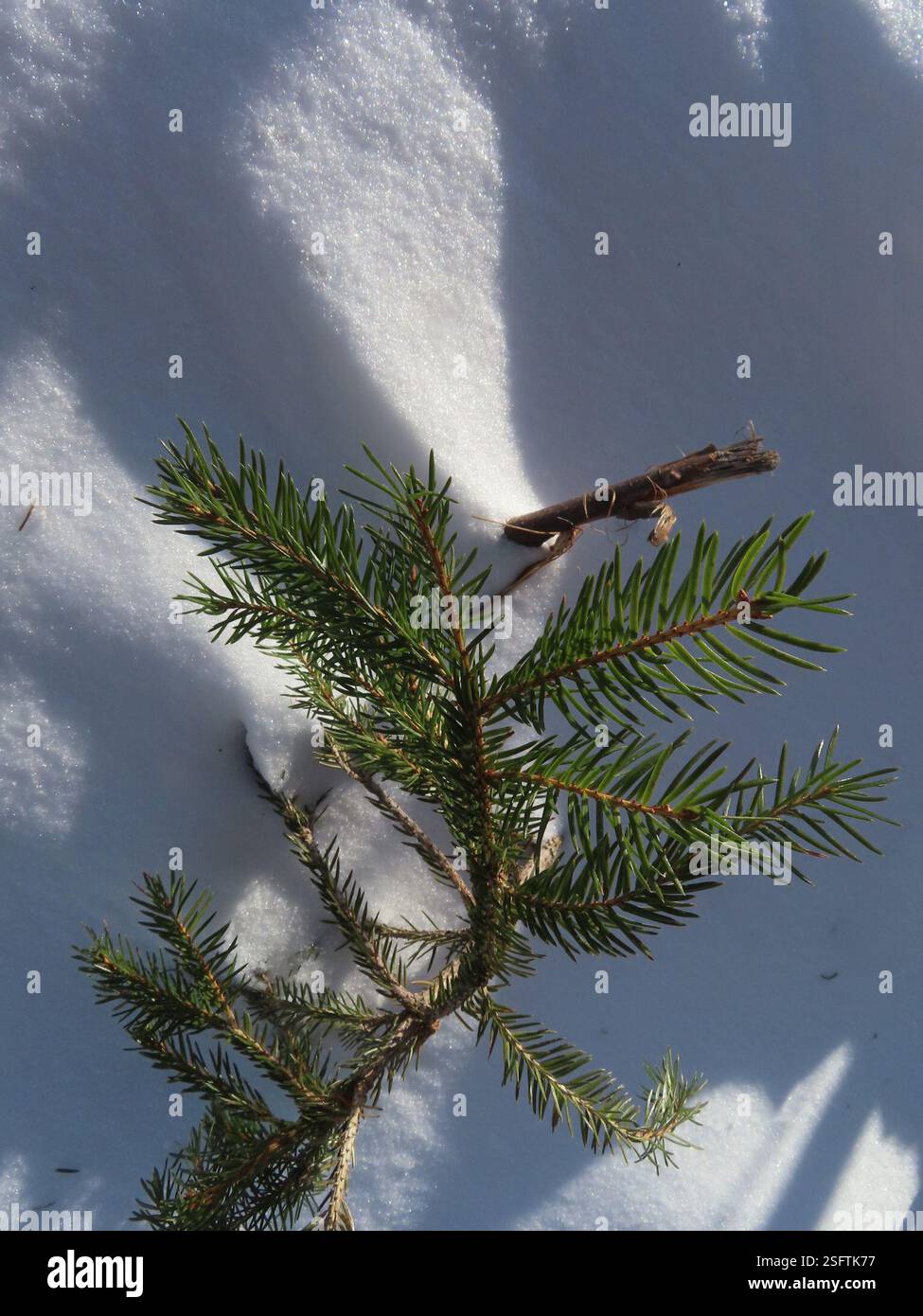 white spruce (Picea glauca), Plantae, Gogebic County, MI, USA Stock ...