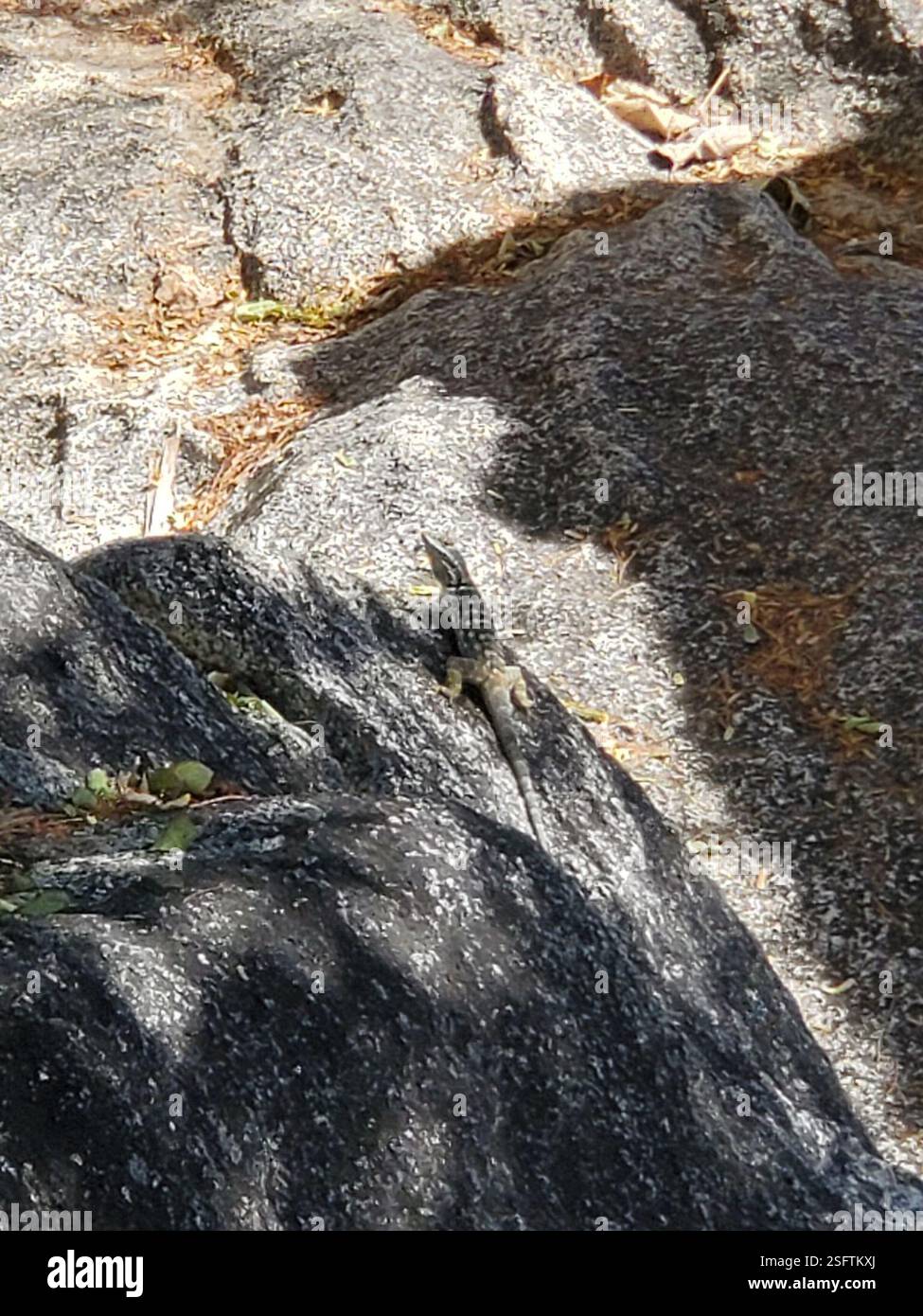 Baja California Rock Lizard (Petrosaurus thalassinus), Reptilia, La ...