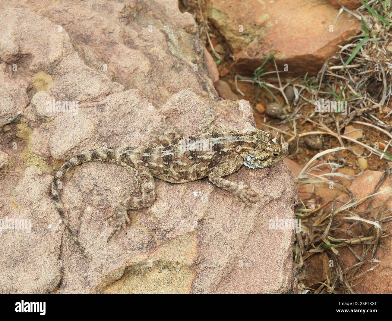 Western Ground Agama (Agama aculeata aculeata), Reptilia, Unnamed Road ...