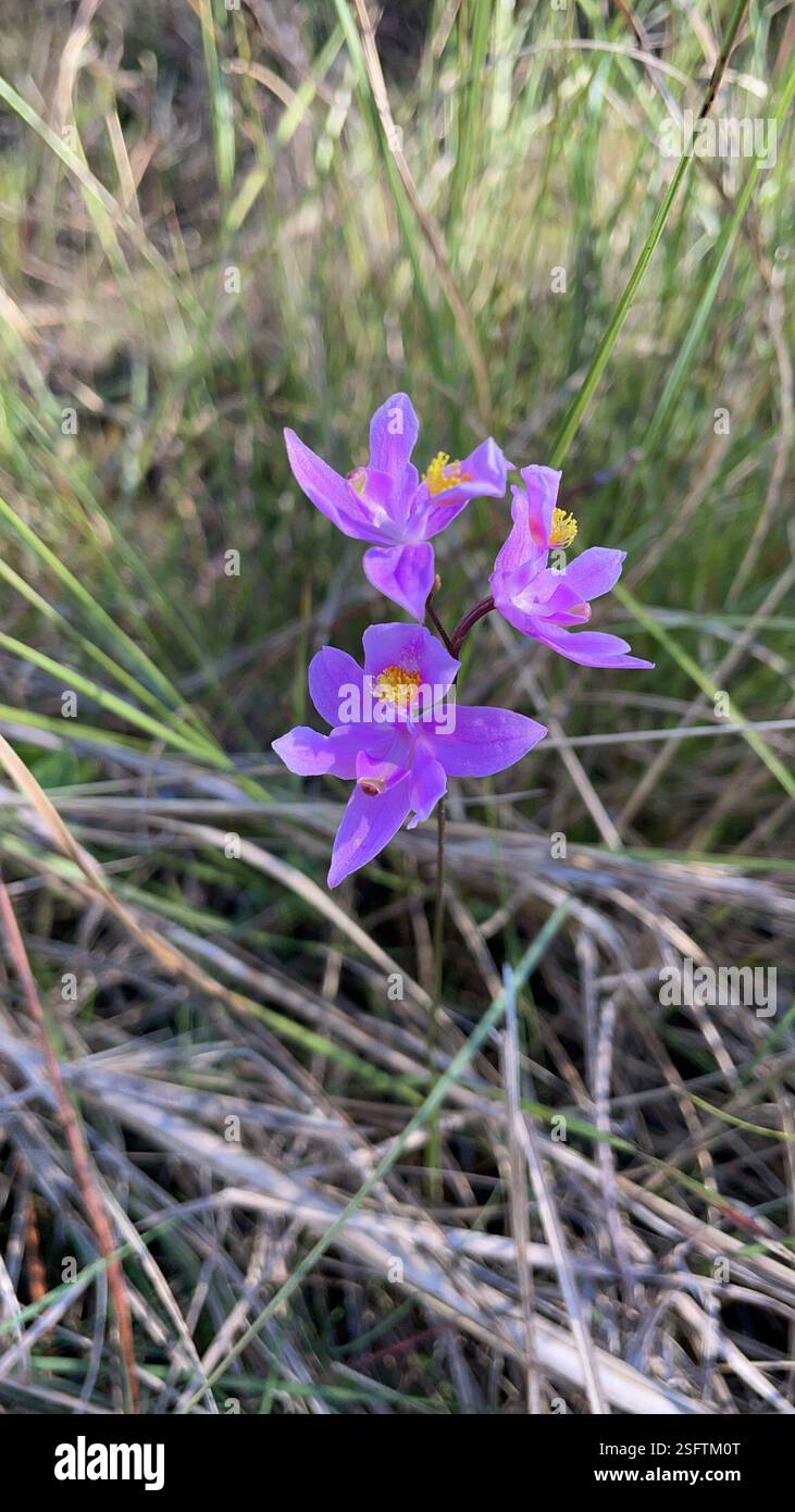 Bearded Grasspink (Calopogon barbatus), Plantae, Jupiter Stock Photo ...