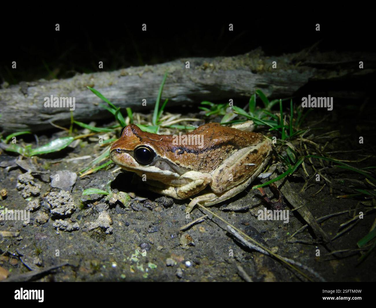 Brown Tree Frog (Litoria ewingii), Amphibia, Hobart TAS, Australia ...