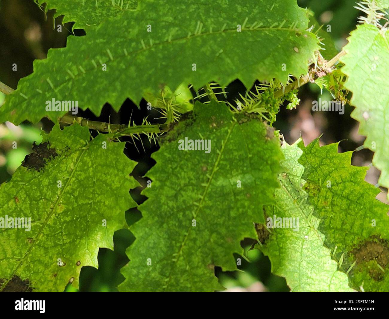 Tree Nettle (Urtica ferox), Plantae, Paparoa National Park Stock Photo ...
