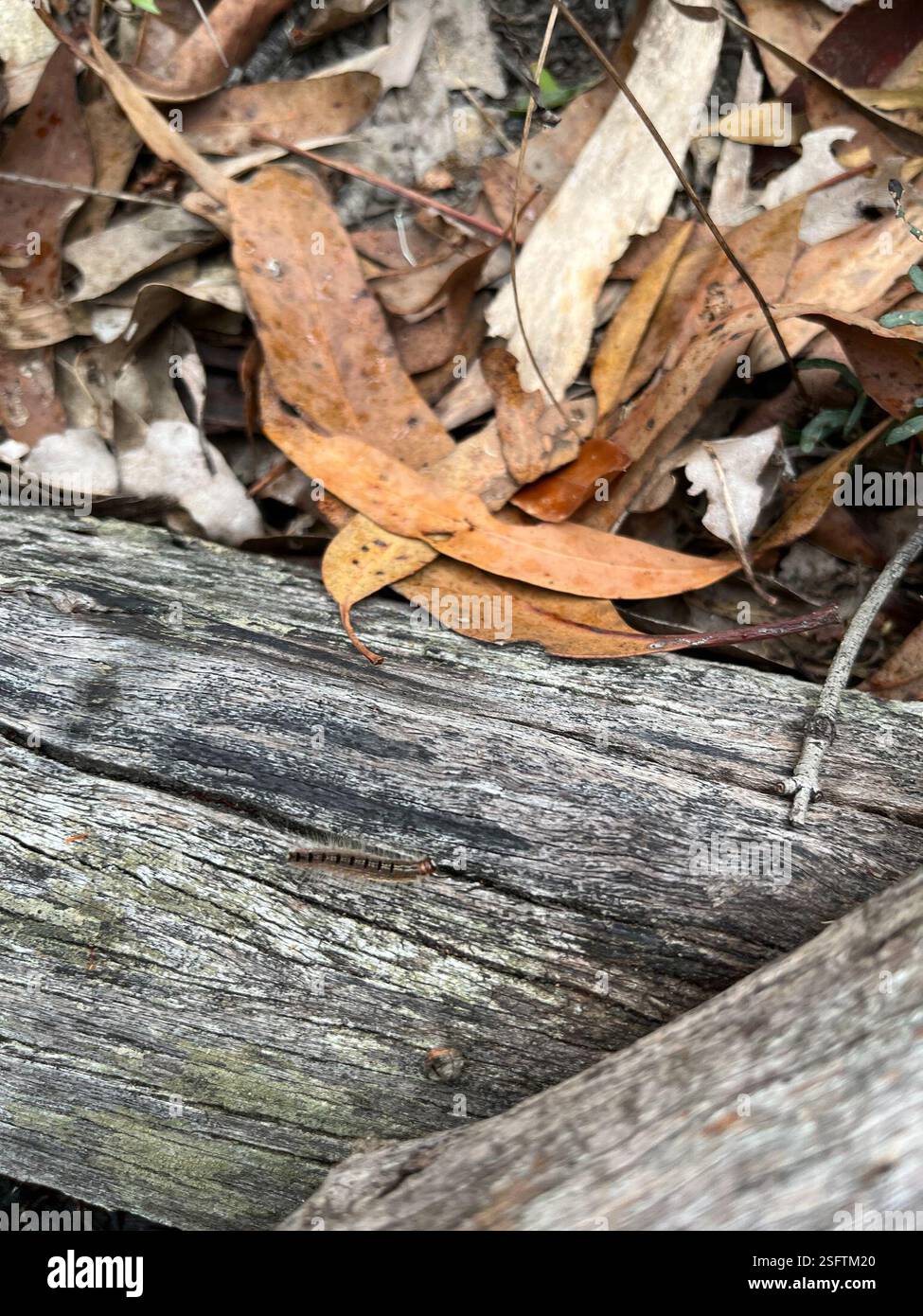 (Panacela), Insecta, Mt Coot-tha Forest, Mount Coot-Tha, QLD, AU Stock ...