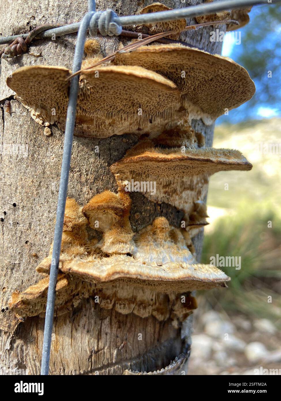 bracket polypores (Fomitopsidaceae), Fungi, Parc Natural de la ...