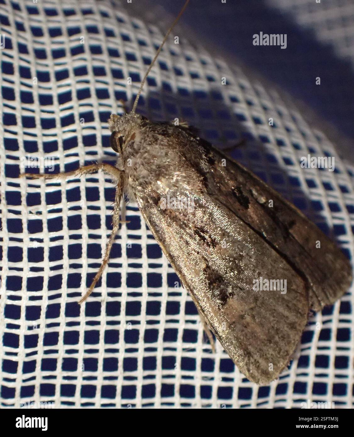 (Agrotis), Insecta, Santo Antão, Cape Verde, CV Stock Photo - Alamy