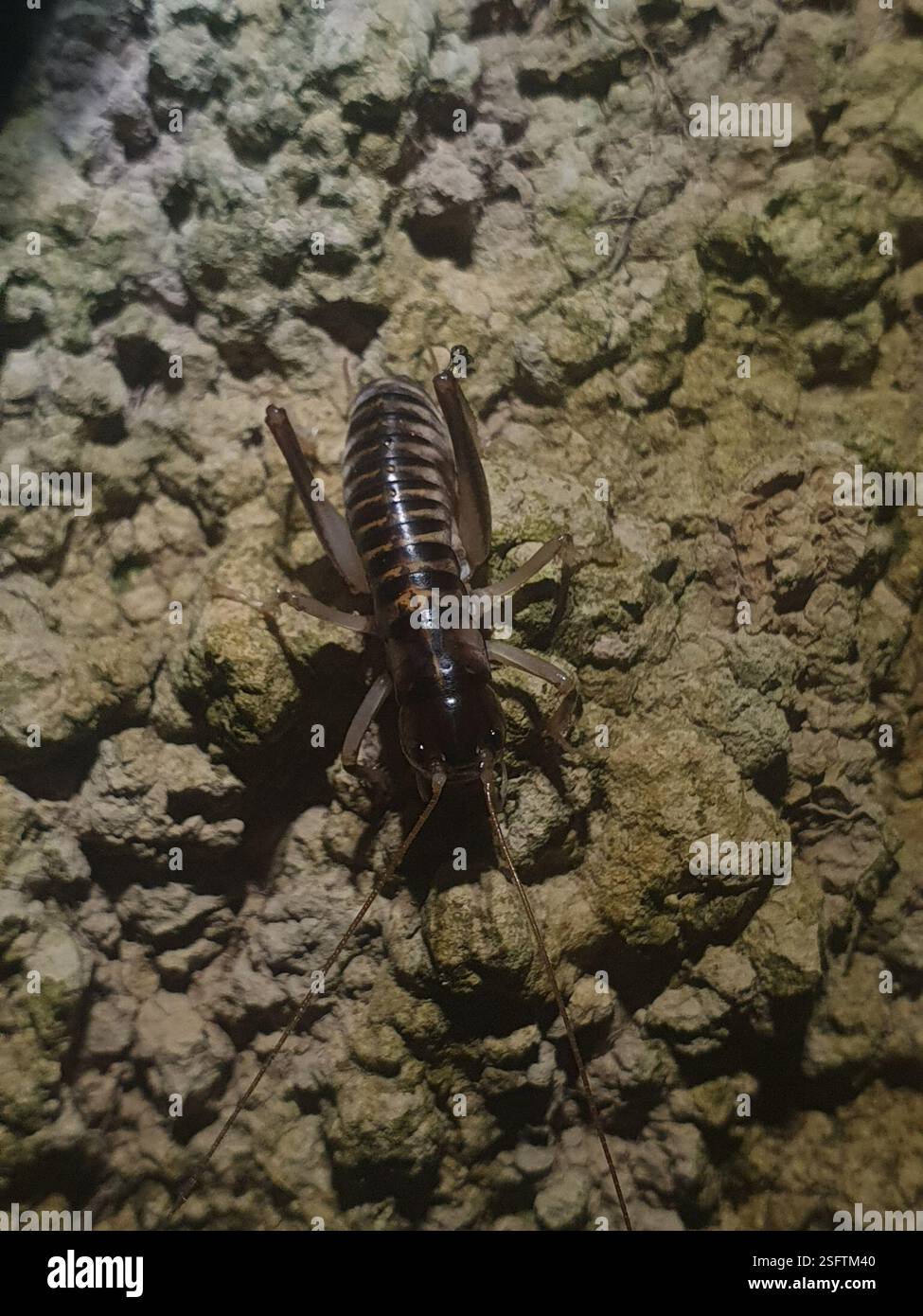 Wētā and King Crickets (Anostostomatidae), Insecta, Mākara, Wellington ...