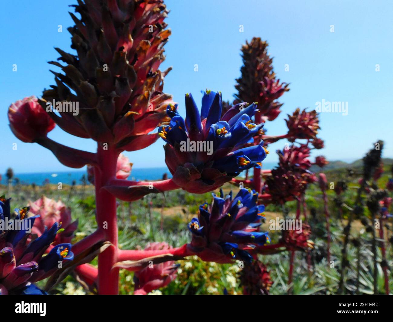 (Puya venusta), Plantae, La Ligua, Valparaíso, Chile Stock Photo - Alamy