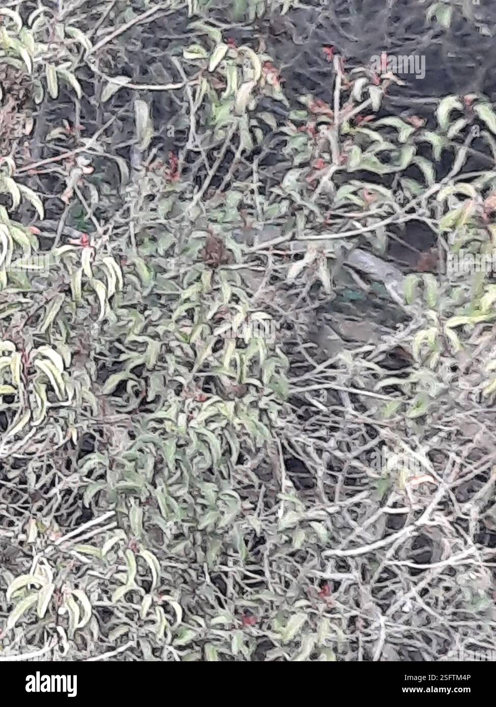 laurel sumac (Malosma laurina), Plantae, San Pasqual Valley, San Diego ...