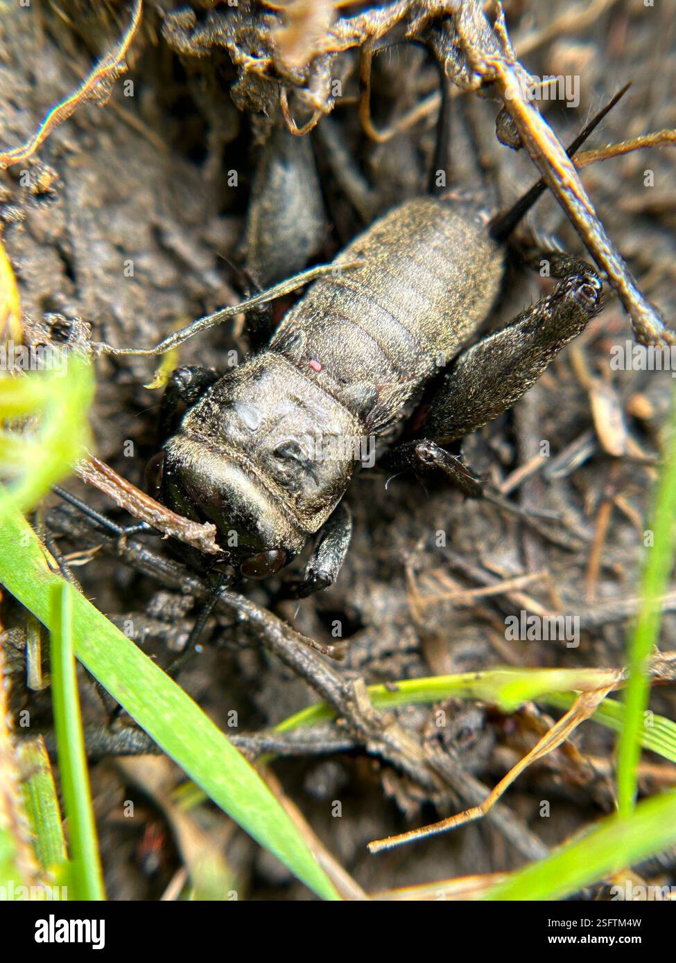 Western Rock-loving Field Cricket (Gryllus saxatilis), Insecta, Camp ...