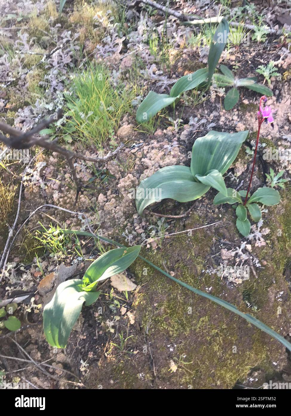 monocots (Liliopsida), Plantae, Robert Louis Stevenson, Robert Louis ...
