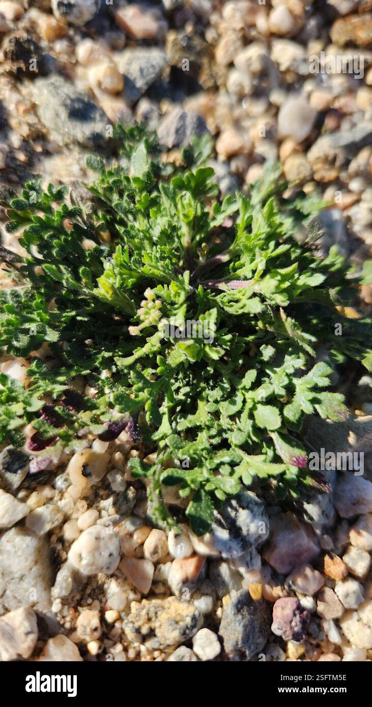 Hairypod Pepperweed (Lepidium lasiocarpum), Plantae, Riverside County ...