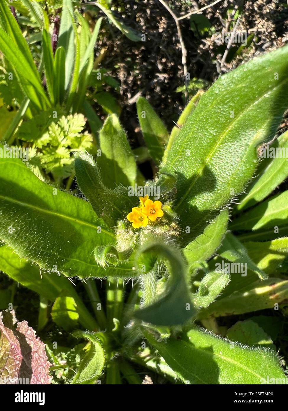 Rancher's fiddleneck (Amsinckia menziesii intermedia), Plantae, Orange County, CA, USA Stock ...