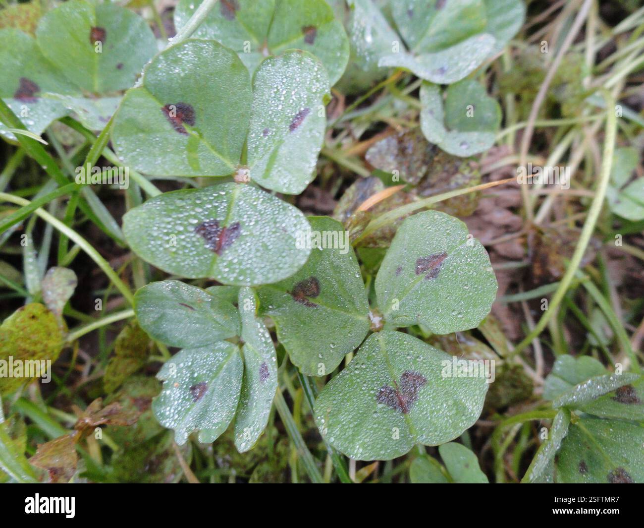 Spotted medick (Medicago arabica), Plantae, 78000 Versailles, France ...