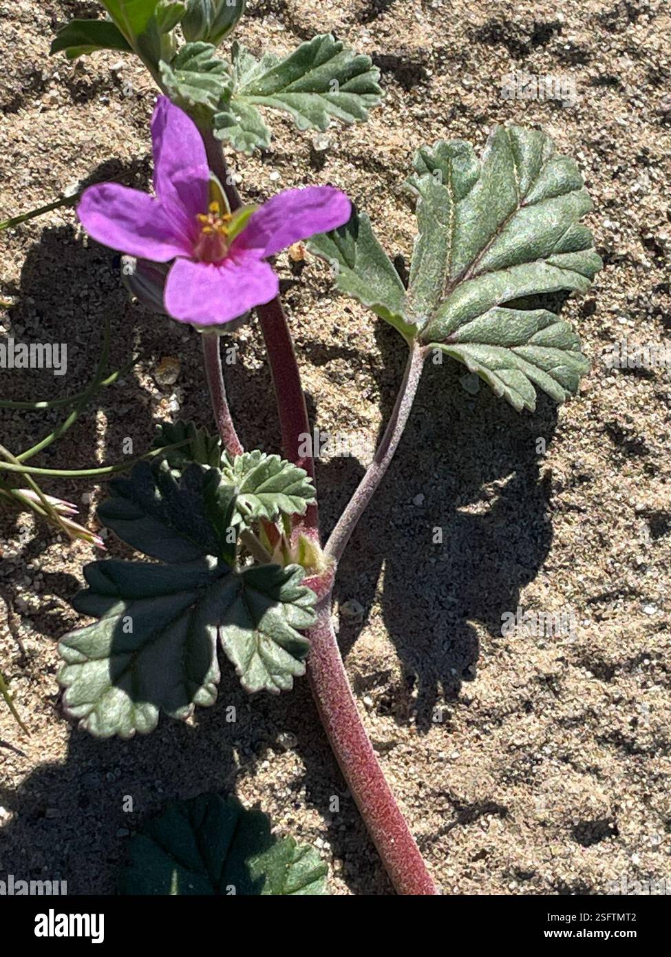 Texas stork's bill (Erodium texanum), Plantae, Anza-Borrego Desert ...