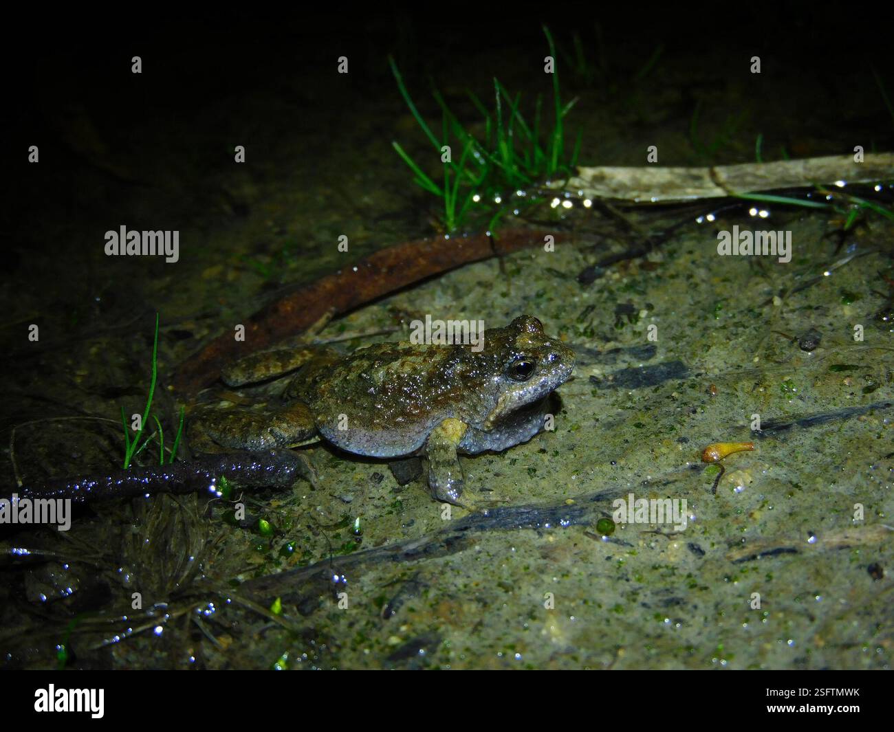 Common Eastern Froglet (Crinia signifera), Amphibia, Hobart TAS ...