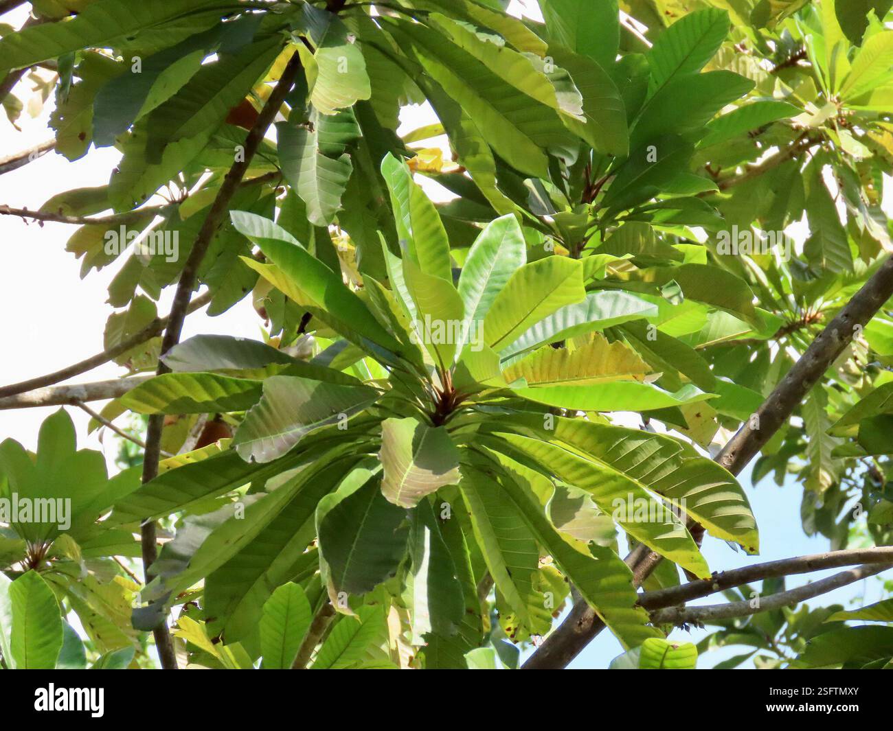 Mamey sapote (Pouteria sapota), Plantae, Pinar del Río, CU, Mamey ...