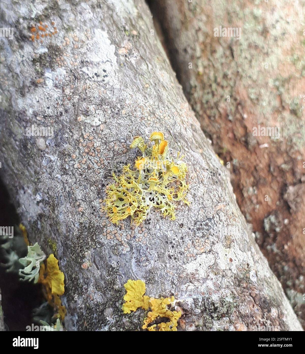 Golden-eye Lichen (Teloschistes chrysophthalmus), Fungi, Hutt city, NZ ...
