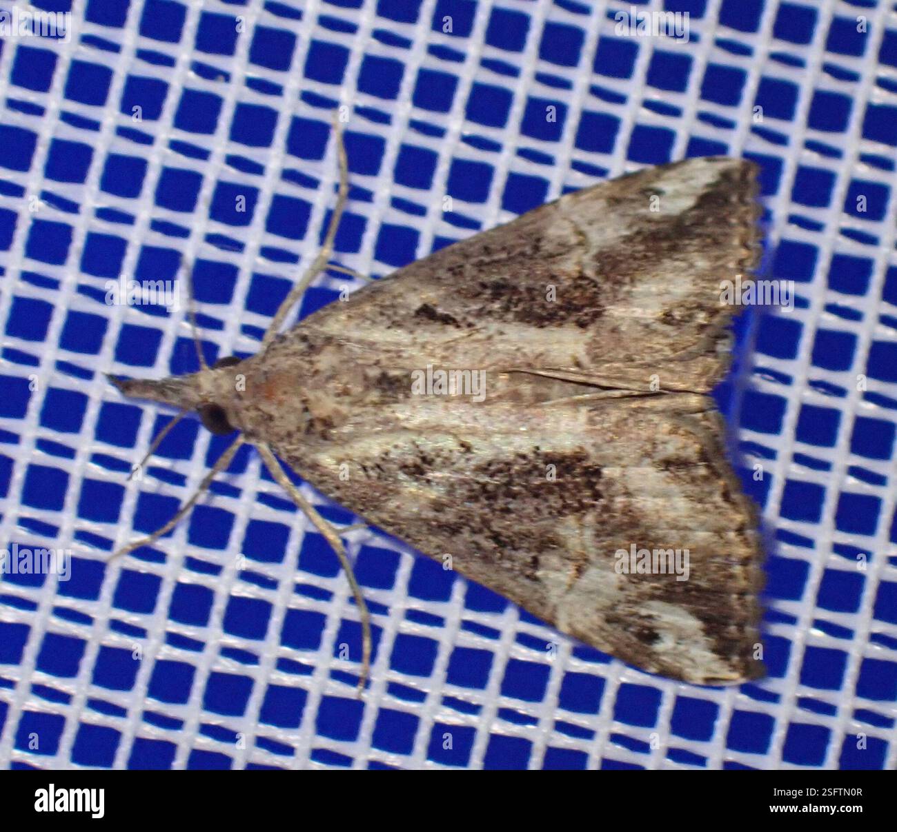 Lantana Defoliator (Hypena laceratalis), Insecta, Santo Antão, Cape ...