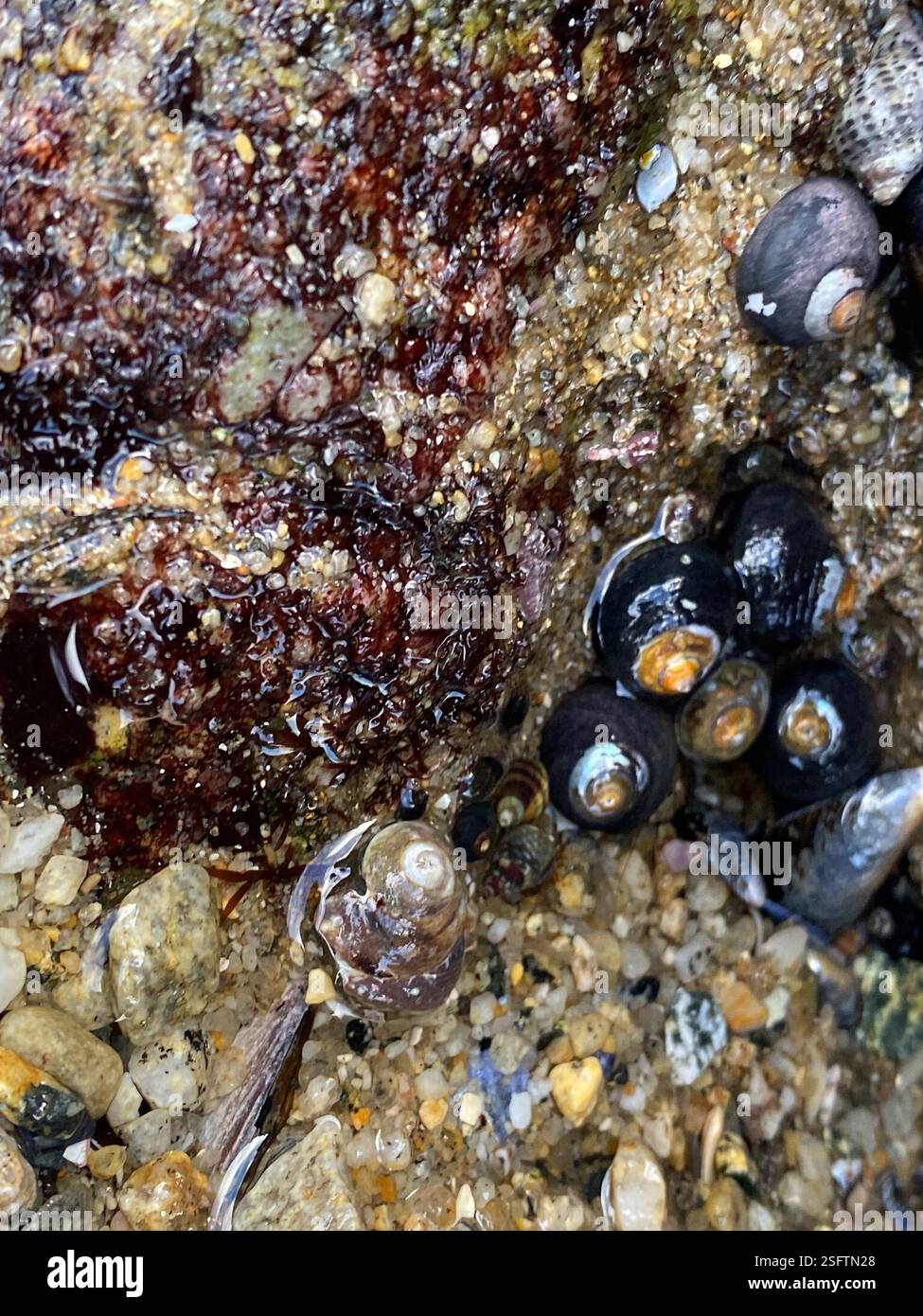 Black Tegula (Tegula funebralis), Mollusca, Monterey Bay, Monterey, CA ...