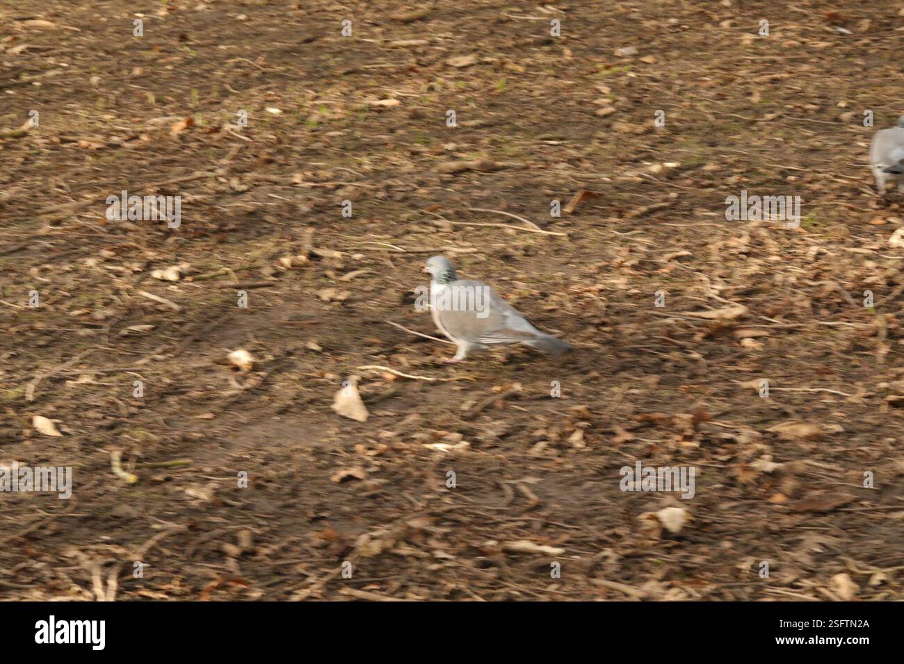 Common Wood-Pigeon (Columba palumbus), Aves, Sefton Park, Mossley Hill ...