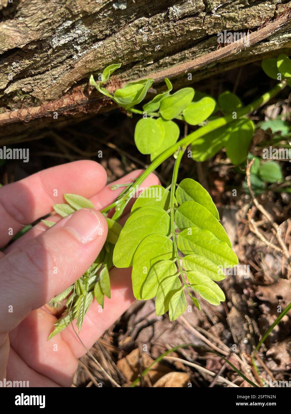 black locust (Robinia pseudoacacia), Plantae, Sugarberry Dr, Natchez ...