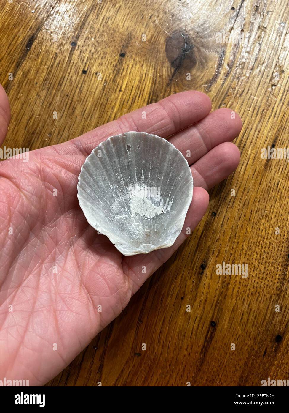 Atlantic Bay Scallop (Argopecten irradians), Mollusca, Little Hickory ...