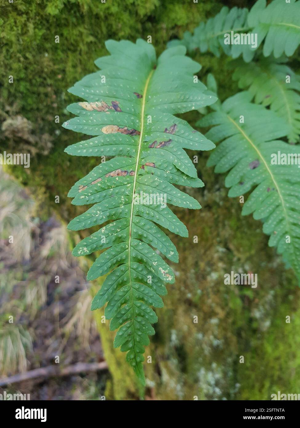 polypody ferns (Polypodium), Plantae, Risk Cottages, Johnstone PA9 1DN ...