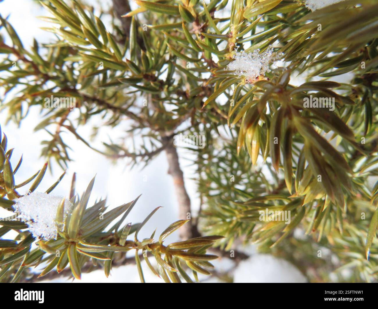 common juniper (Juniperus communis), Plantae, Summit, Colorado, United ...