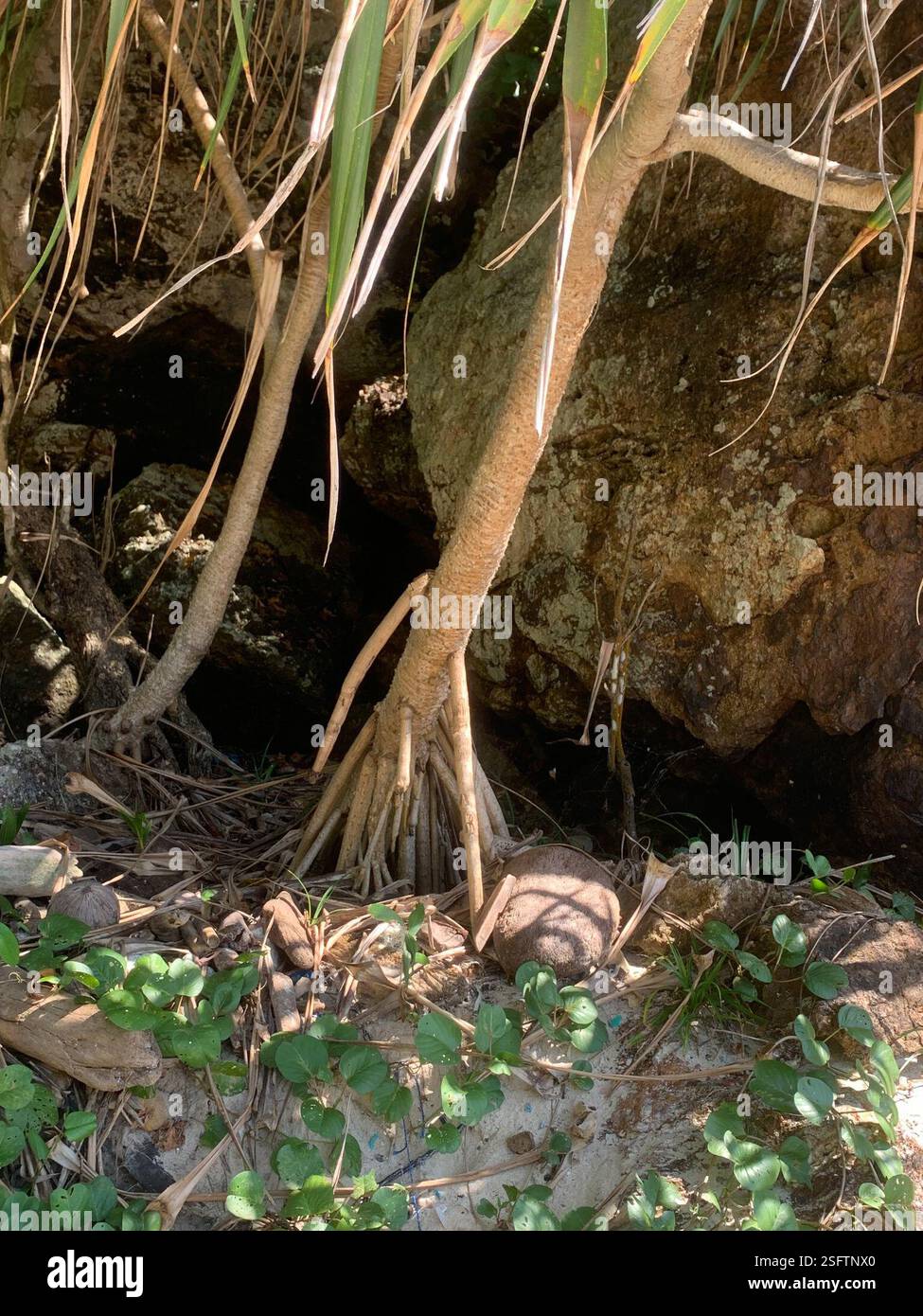 thatch screwpine (Pandanus tectorius), Plantae, Straße von Malakka ...