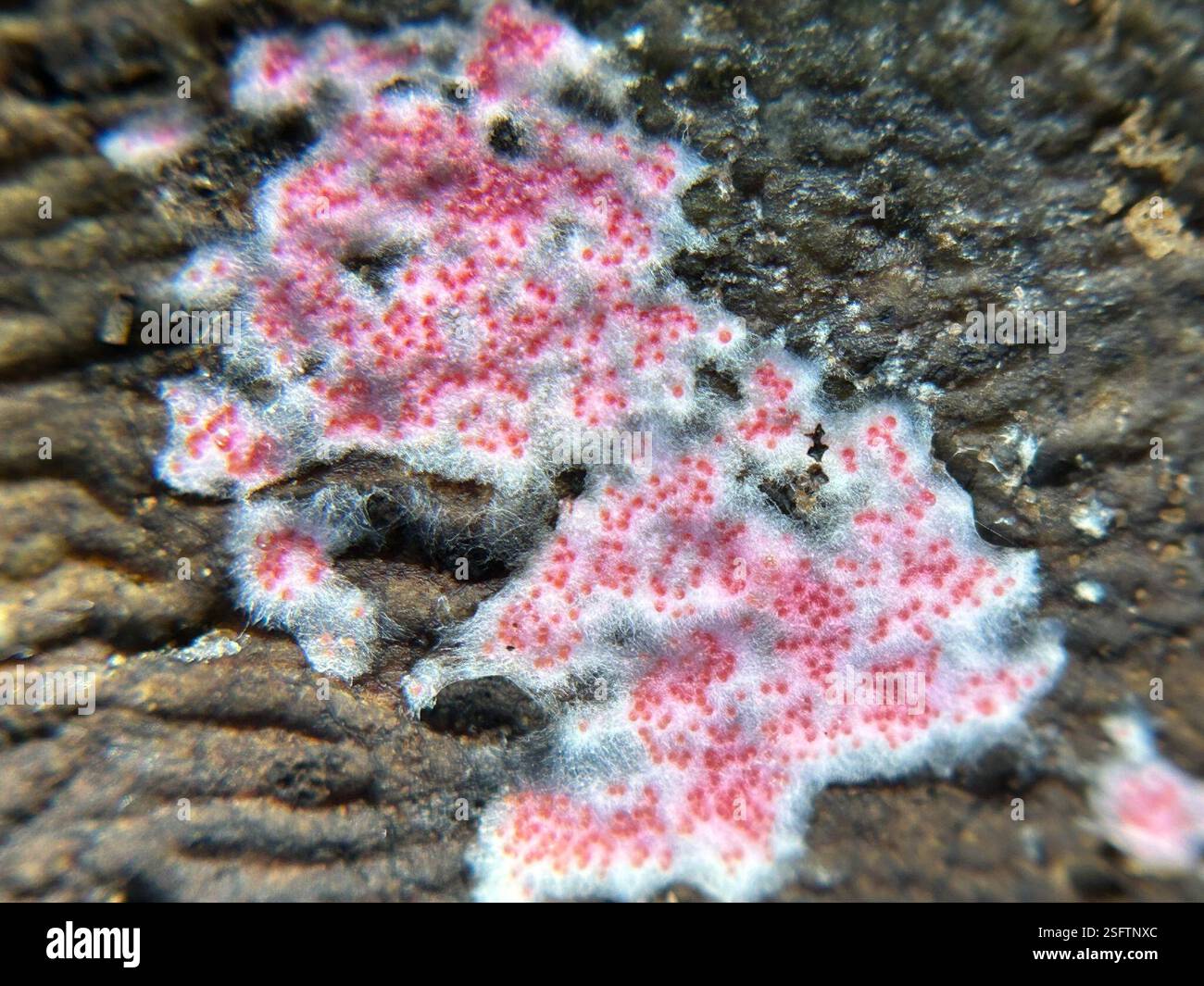 pink polypore mould (Hypomyces rosellus), Fungi, Los Osos, CA, US ...