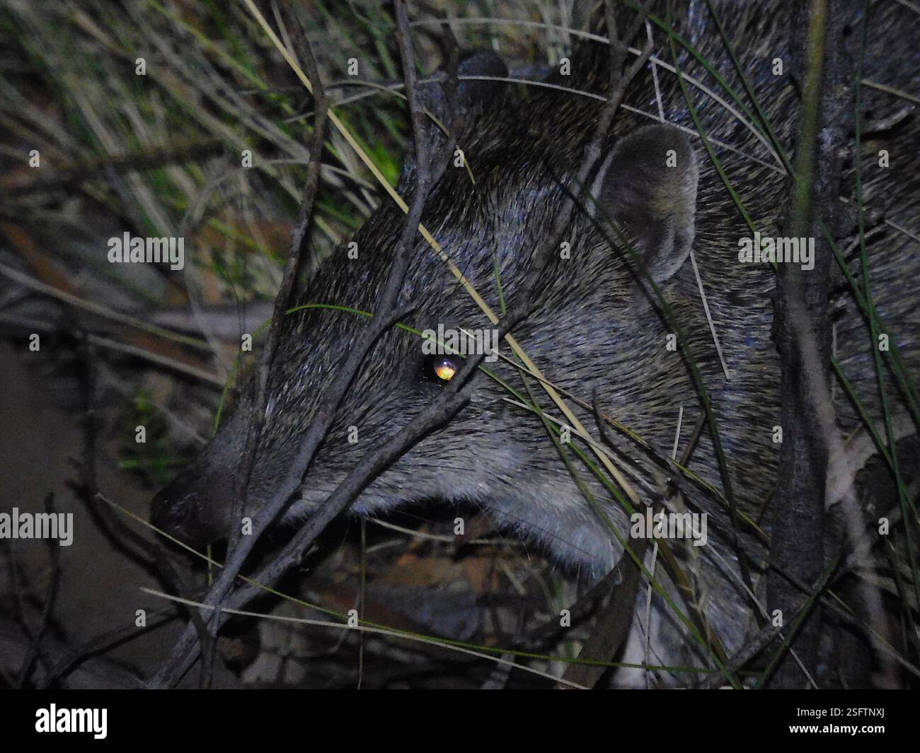 Southern Brown Bandicoot (Isoodon obesulus), Mammalia, Hobart TAS ...