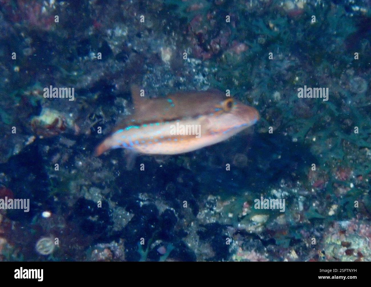 Macaronesian Toby (Canthigaster capistrata), Actinopterygii, Baía Entre ...