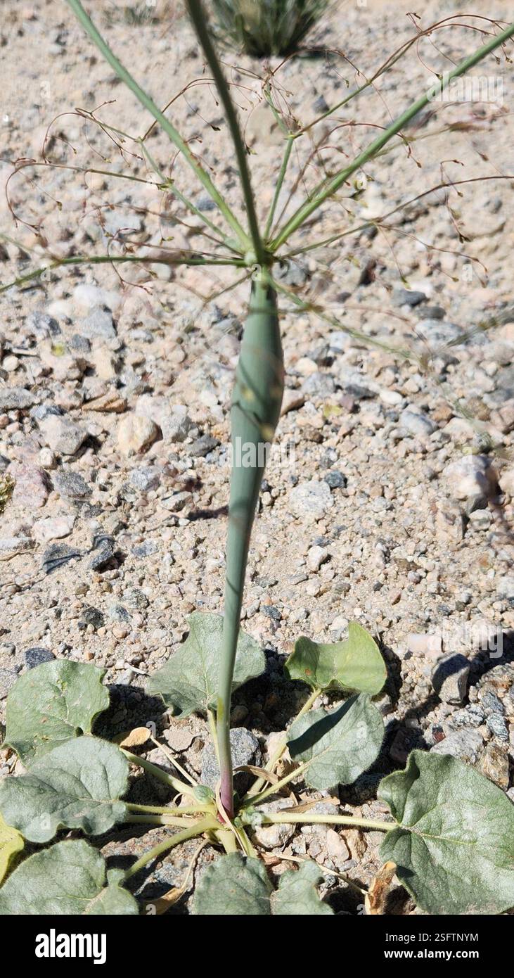 Desert Trumpet (Eriogonum inflatum), Plantae, Mecca, CA 92254, USA ...