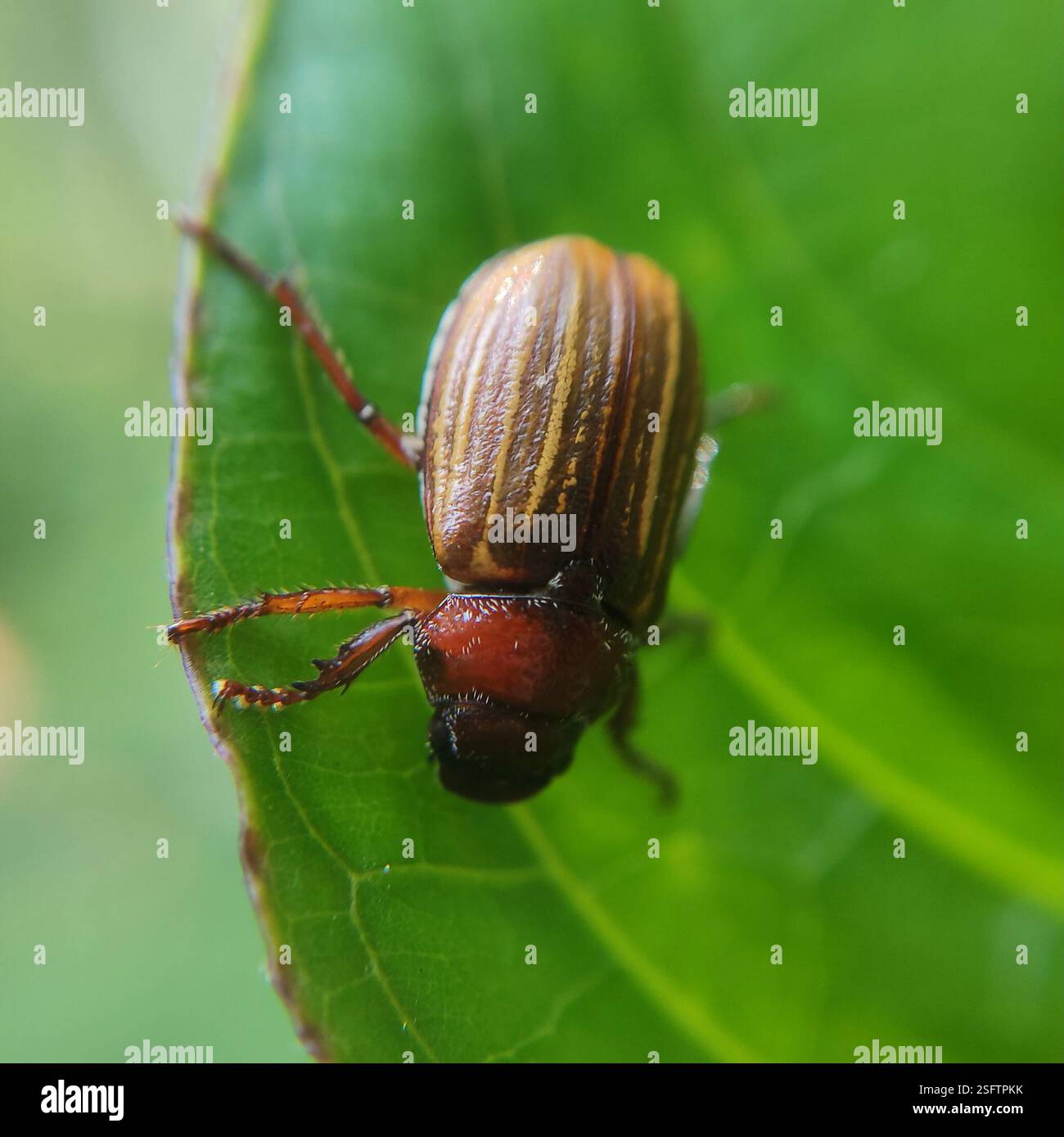 Bolax hi-res stock photography and images - Alamy